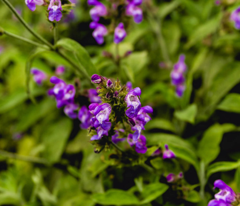 Family Rooms | Family-Friendly Hotel In Dublin | Ariel House